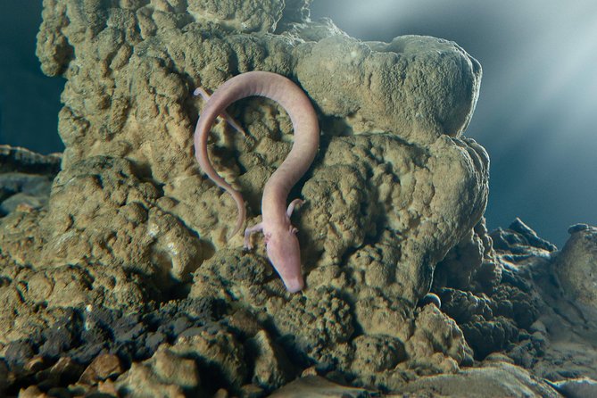 Shore Excursion to Postojna Cave - Slovenias Famous Attraction - Inclusions and What to Expect