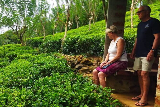 Shore Excursions Tea Plantation from Colombo Port Passenger Jetty - Exploring Colombo and the Heart of Ceylon Tea