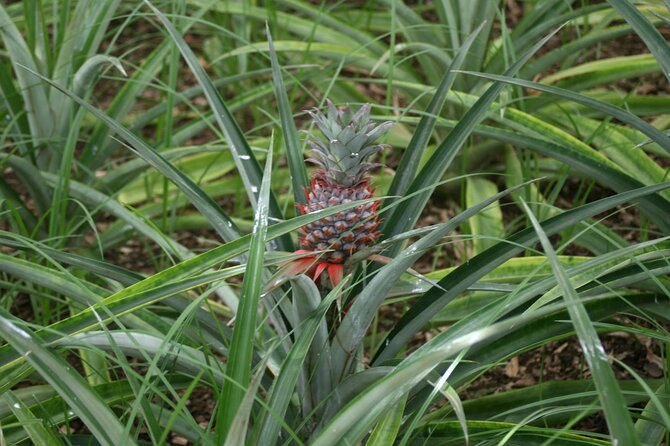 Shore Excursions to the volcano and crater of Lagoa das Sete Cidades - Who Is This Tour Best For?
