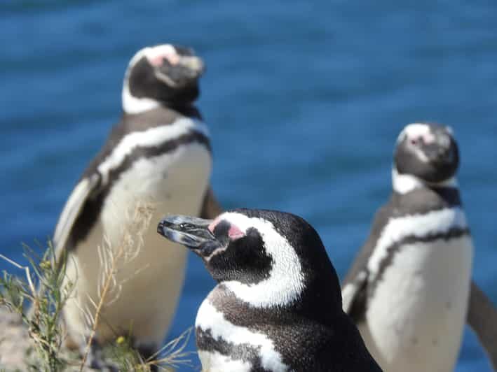 Shore Tours Peninsula Valdes Puerto Madryn Cruise Passengers - Key Points