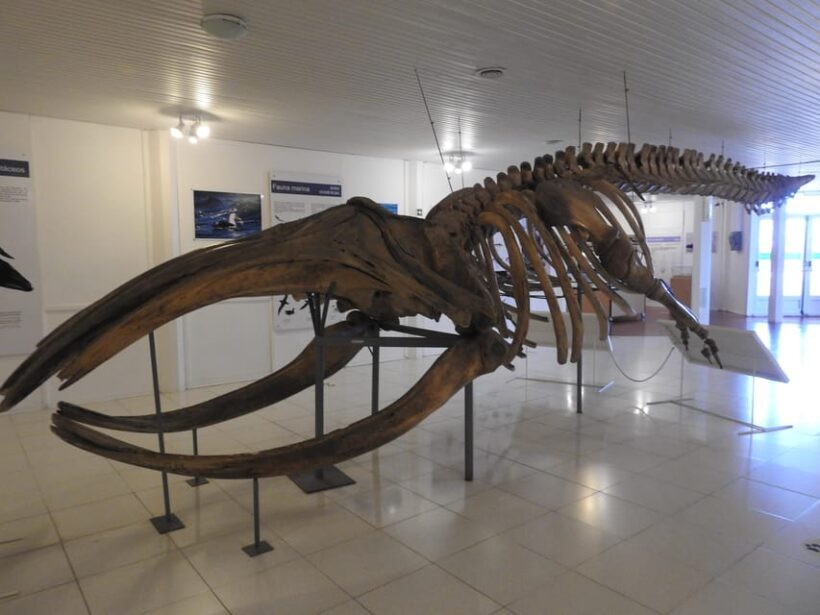 Shore Tours Peninsula Valdes Puerto Madryn Cruise Passengers - Who Should Book This Tour?
