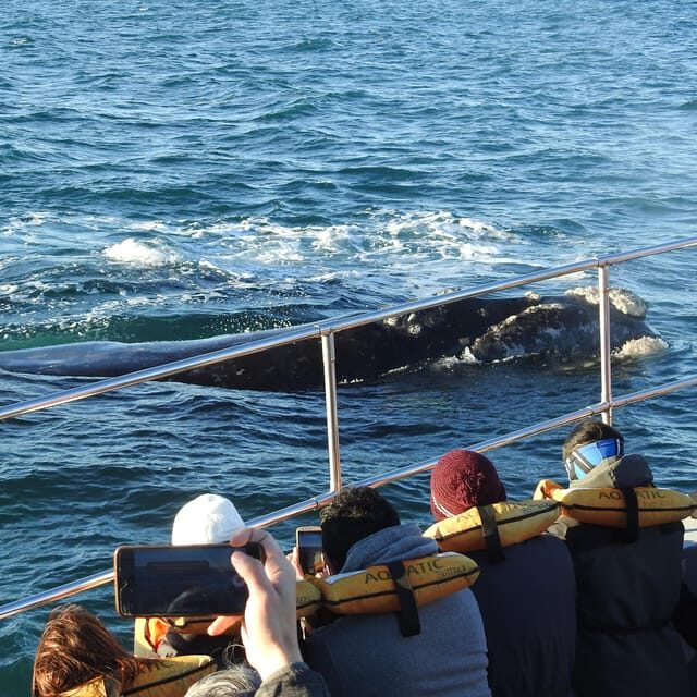 Shore Tours Peninsula Valdes Puerto Madryn Cruise Passengers - FAQs