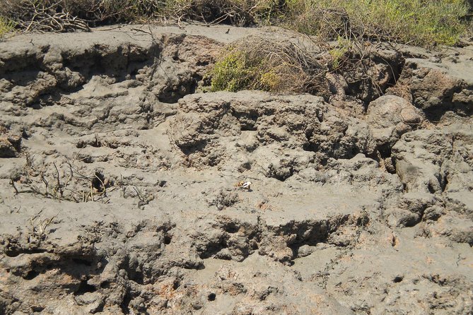 Short Boat Trip of the Algarves Ria Formosa Lagoon From Faro: 1 Hour - Highlights of the Catamaran Adventure