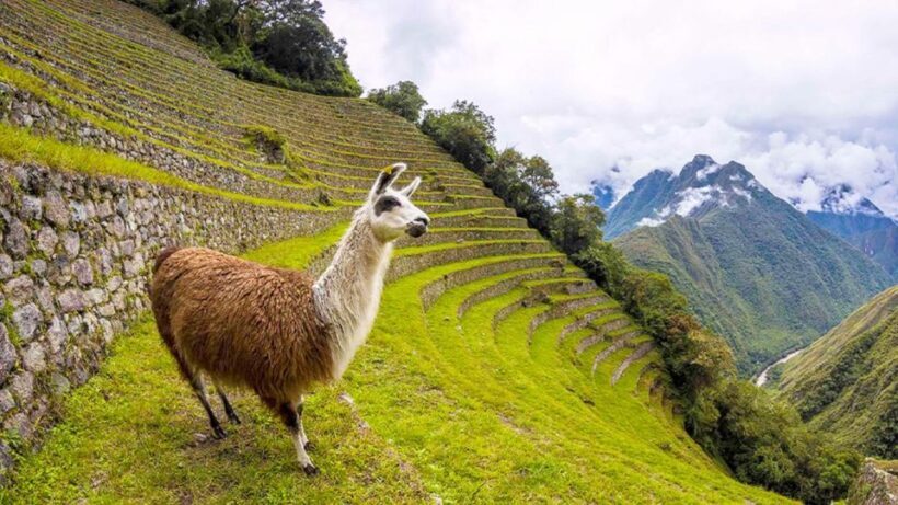 Short Inca Trail to Machu Picchu 2D/1N - Key Points
