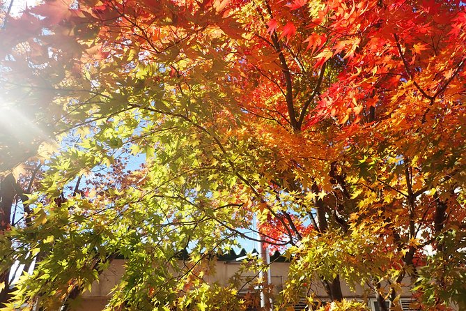 Short Morning Cycling Tour in Hida - Experience Highlights