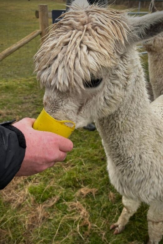 Shropshire: Alpaca Meet & Greet Intimate Alpaca Experience - An Authentic Encounter in the Heart of Shropshire