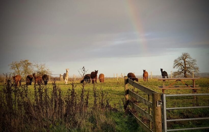 Shropshire: Alpaca Meet & Greet Intimate Alpaca Experience - The Setting and Atmosphere