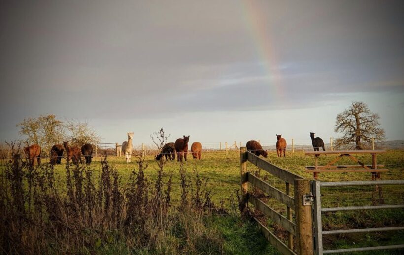 Shropshire: Alpaca Meet & Greet Intimate Alpaca Experience - Value and Practicalities