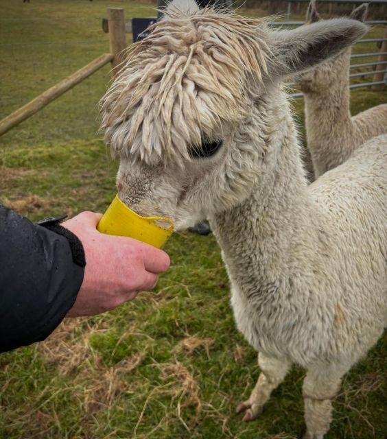 Shropshire: Alpaca Meet & Greet Intimate Alpaca Experience - FAQ