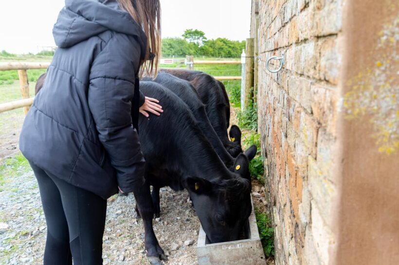 Shropshire: Meet the Mini Moos Cow Cuddling Experience - Key Points