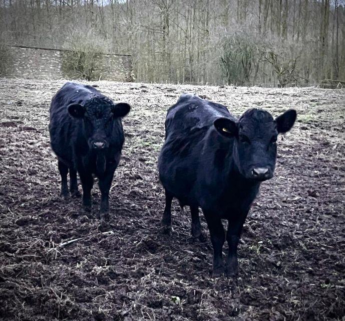 Shropshire: Meet the Mini Moos Cow Cuddling Experience - An Up-Close Encounter with Mini Moos in Shropshire
