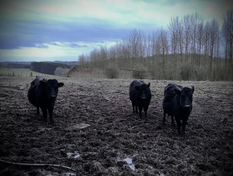 Shropshire: Meet the Mini Moos Cow Cuddling Experience - The Sum Up