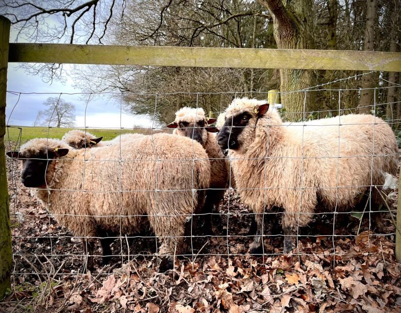 Shropshire: Sheep Trek with the Smallest Sheep in the World - Key Points