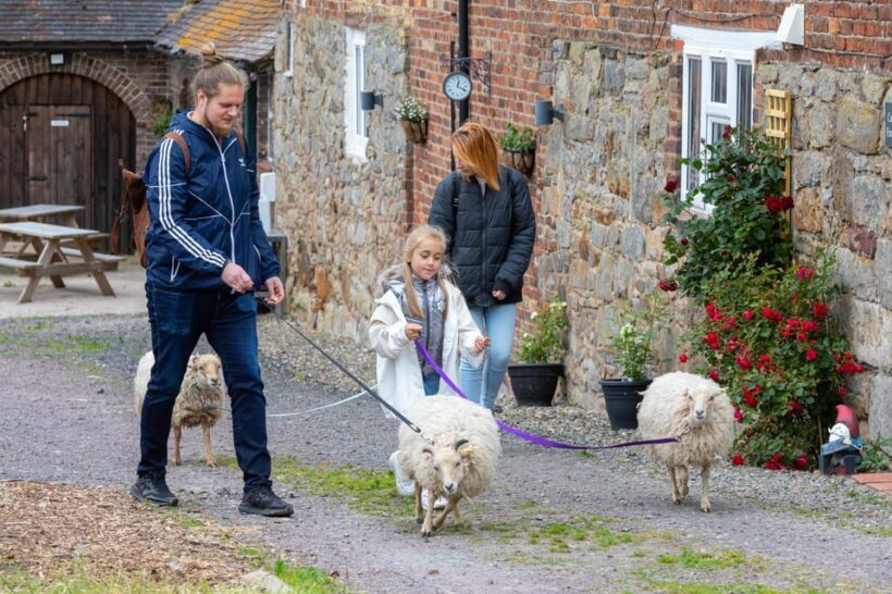 Shropshire: Sheep Trek with the Smallest Sheep in the World - A Closer Look: What the Sheep Trek Offers