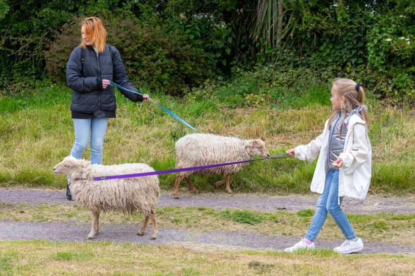 Shropshire: Sheep Trek with the Smallest Sheep in the World - The Itinerary in Detail