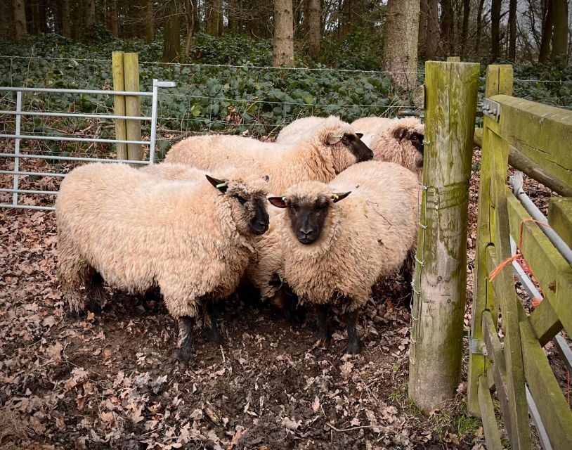 Shropshire: Sheep Trek with the Smallest Sheep in the World - Who Will Enjoy This?