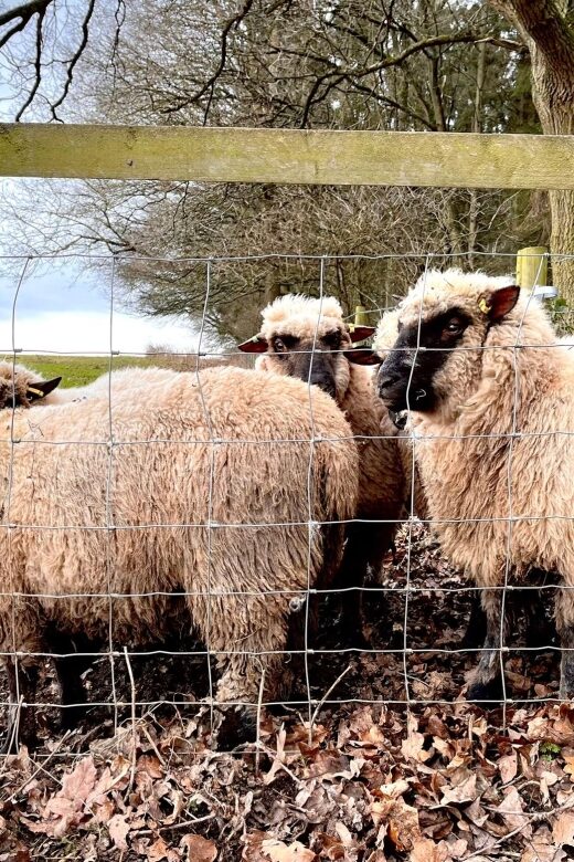 Shropshire: Sheep Trek with the Smallest Sheep in the World - FAQ