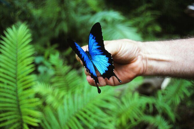 Shuttle Bus Transfer - Kuranda to Cairns City - Final Thoughts: Is It Worth It?