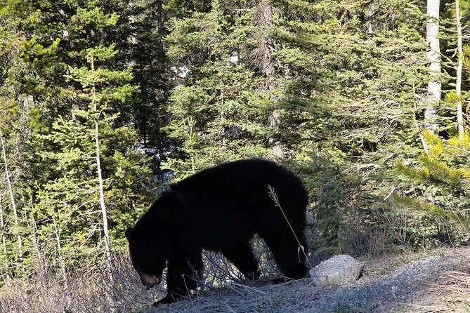 Shuttle Service between Canmore, Banff, Moraine Lake, Lake Louise - Authentic Experiences and Real Traveler Insights