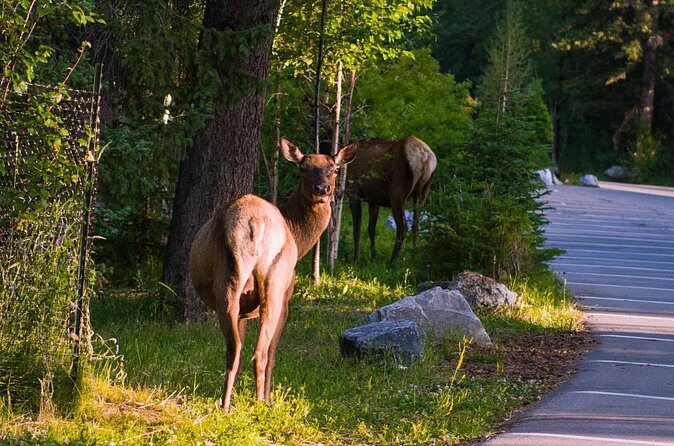 Shuttle Service between Canmore, Banff, Moraine Lake, Lake Louise - Frequently Asked Questions