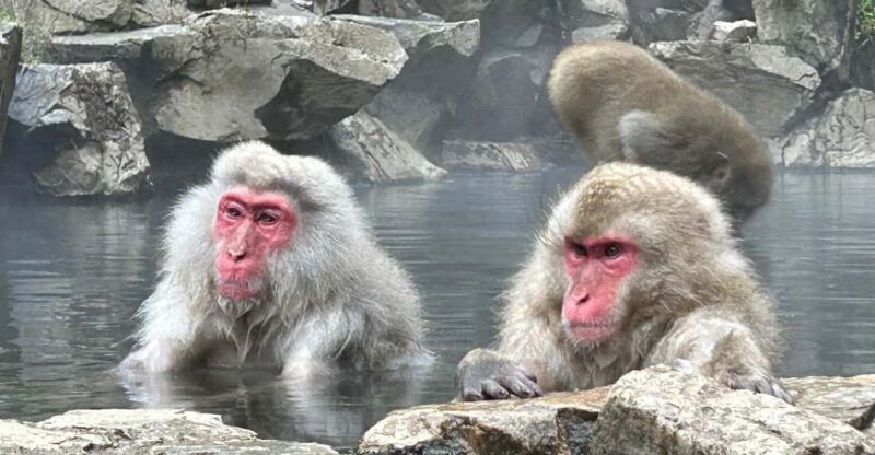 Shuttle Van Tour Snow Monkey Park To/From Tokyo 23 Wards - Transportation Details