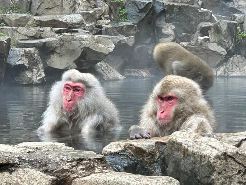 Shuttle Van Tour Snow Monkey Park To/From Tokyo 23 Wards - Frequently Asked Questions