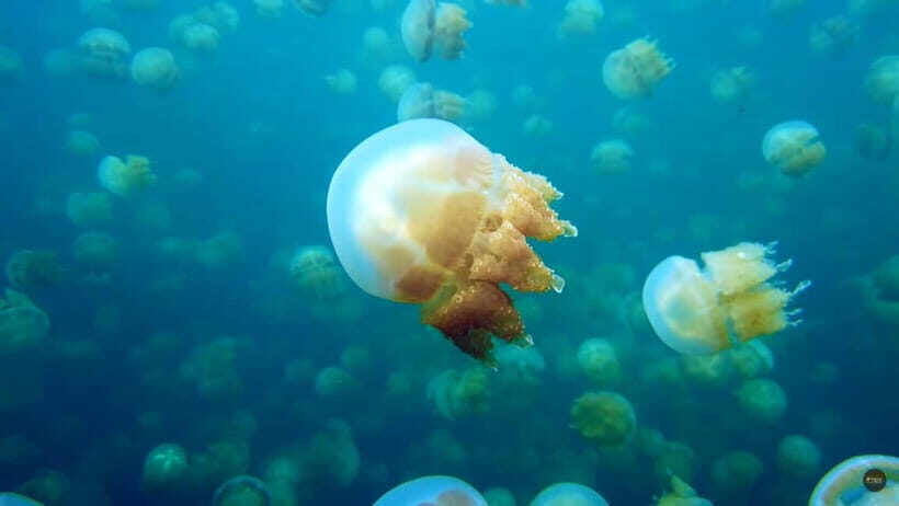 Siargao Sohoton Adventure Meets Corregidor Island - An In-Depth Look at the Tour