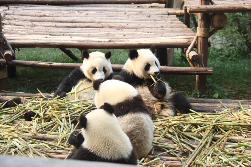 Sichuan: Big Panda Volunteer Day tour - Detailed Breakdown: Is It Worth It?