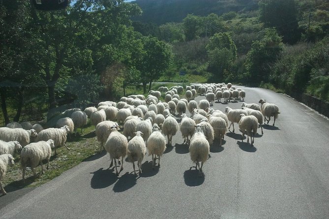Sicilian Villages & Ricotta Tasting - including Lunch from Cefalu - The Lunch and Wine Experience
