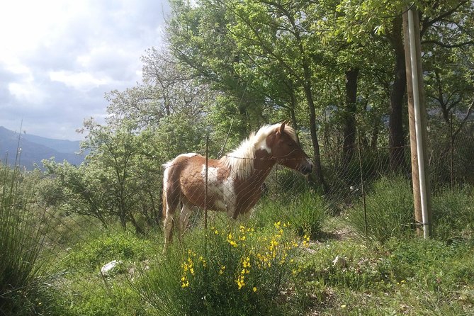 Sicilian Villages & Ricotta Tasting - including Lunch from Cefalu - FAQ