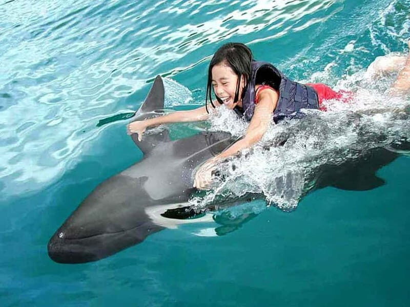 Side/Alanya: Swimming with Dolphins and Dolphin Show - What to Expect from the Dolphin and Marine Mammal Tour