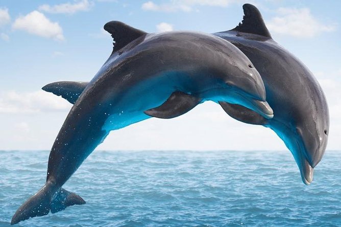 "Side: Boat Adventure to Dolphin Island  Swim and Enjoy Lunch" - Introduction