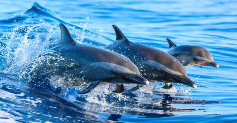 Side: Dolphin Island Boat Trip with Lunch & Unlimited Drinks - An In-Depth Look at the Experience