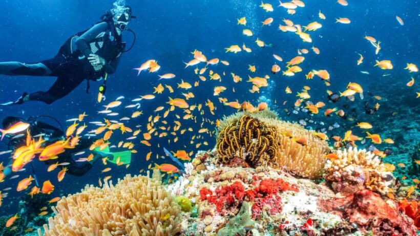 Side: Scuba Diving Tour Journey To The Depths Of The Blue - What Makes This Tour Special?