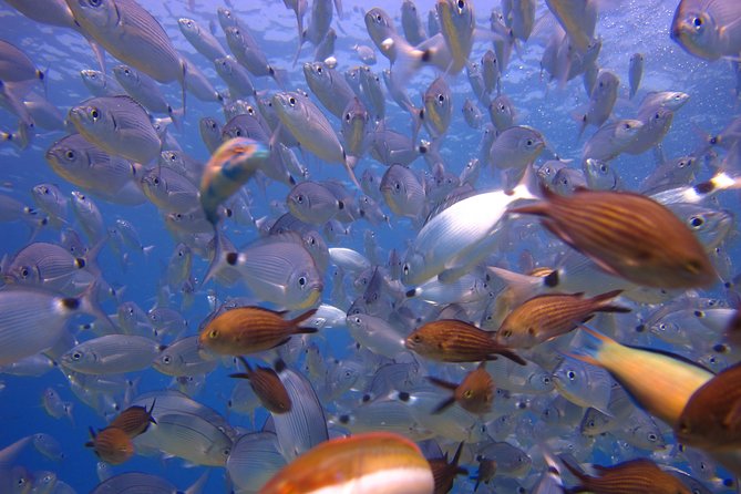Side: Scuba Diving Under Water Museum - Exploring the Underwater Museum