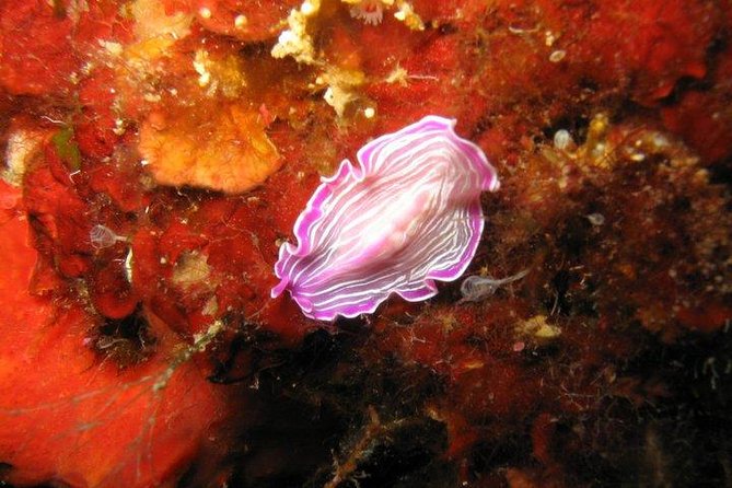 Side: Scuba Diving Under Water Museum - Marine Life and Artificial Reefs