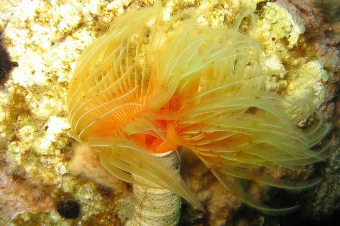 Side: Scuba Diving Under Water Museum - Frequently Asked Questions