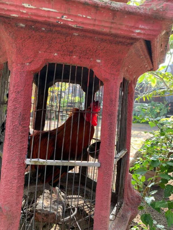 Sidemen: Balinese Traditional Activities - Is This Tour Worth the Price?