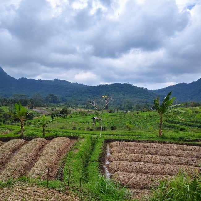 Sidemen: Rice Terraces, Waterfall, & Village Tour - Key Points