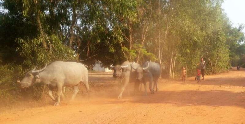 Siem Reap: 3-Hour Ancient Trails Motorbike Tour - Frequently Asked Questions