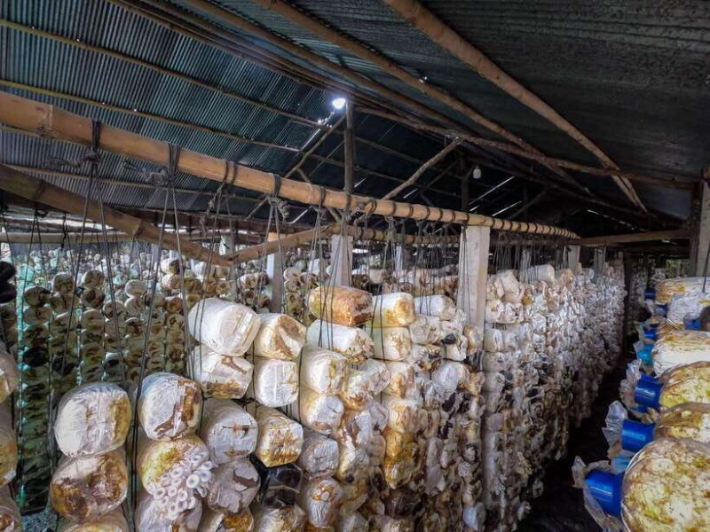 Siem Reap: Afternoon Cooking Class & Village Tour - FAQ: Practical Questions About the Tour