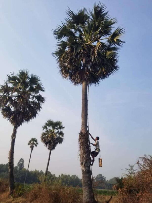 Siem Reap: Authentic Village Tour with Ox Cart Ride - Tour Logistics — What to Expect