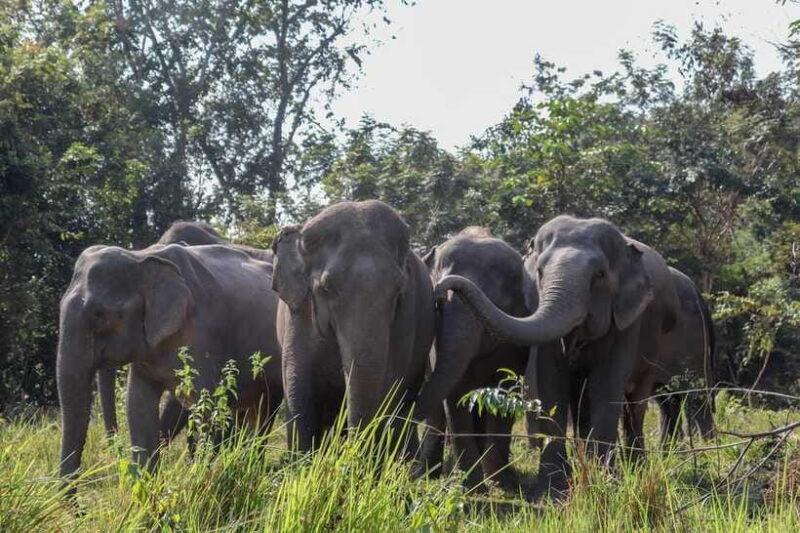 Siem Reap: Dine with Elephants, a Nature & Wildlife Journey - FAQ