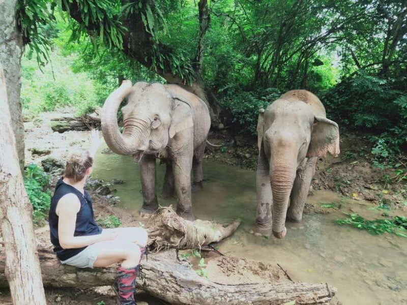 Siem Reap: Elephants & Apopo Rat Demining Private Trip - Introduction