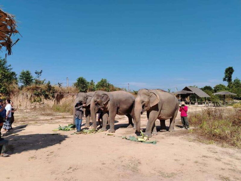 Siem Reap: Elephants & Apopo Rat Demining Private Trip - A Detailed Look at the Experience