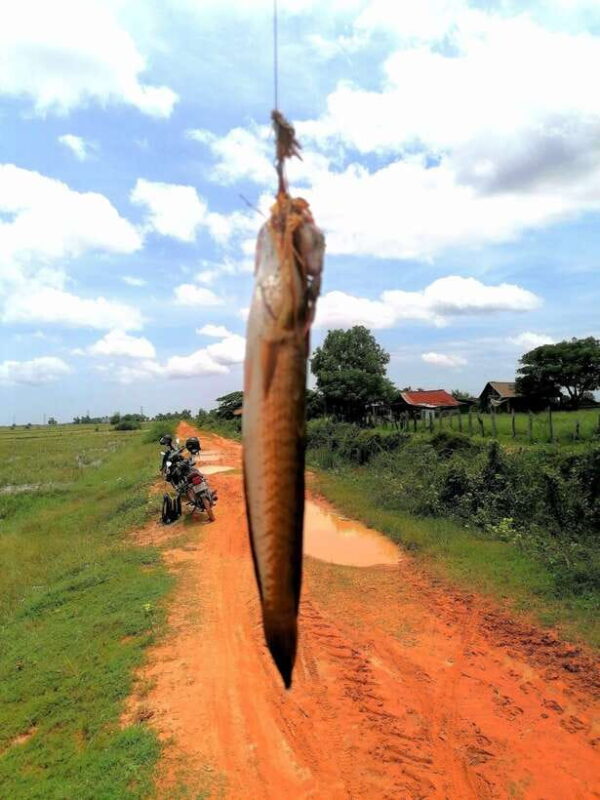 Siem Reap: Fishing in the rice fields, in the villages of Siem Reap - FAQs