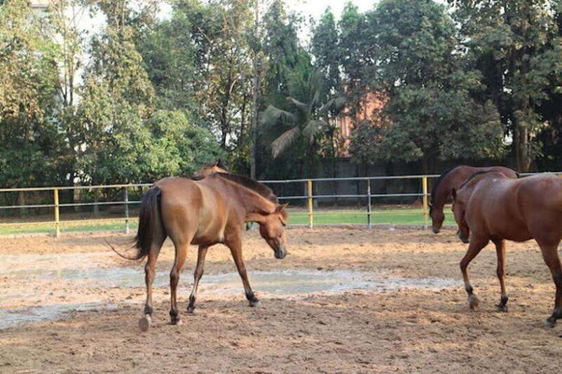 Siem Reap Happy Horse Riding Free Pick-up & Drop-off - The Itinerary: What You Can Expect