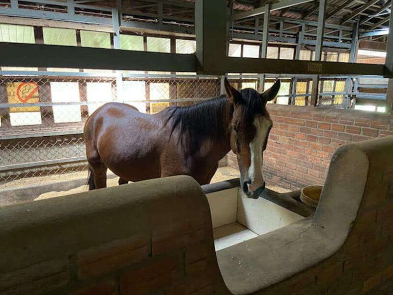 Siem Reap Happy Horse Riding Free Pick-up & Drop-off - Why the Scenery Is Worth the Trip