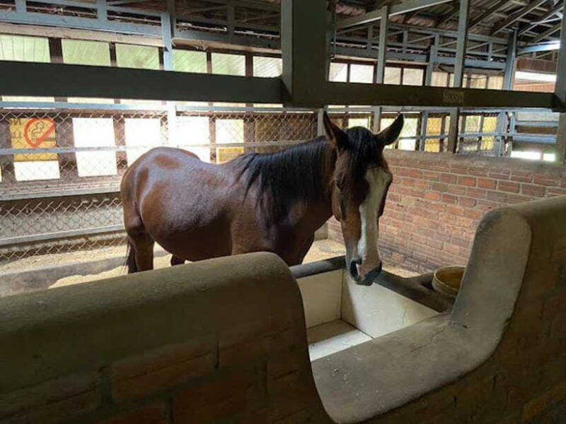 Siem Reap Happy Horse Riding Free Pick-up & Drop-off - Authentic Experiences and Personal Touches