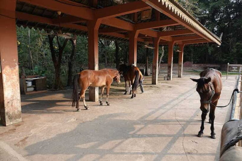 Siem Reap Happy Horse Riding Free Pick-up & Drop-off - Practical Details and What to Keep in Mind